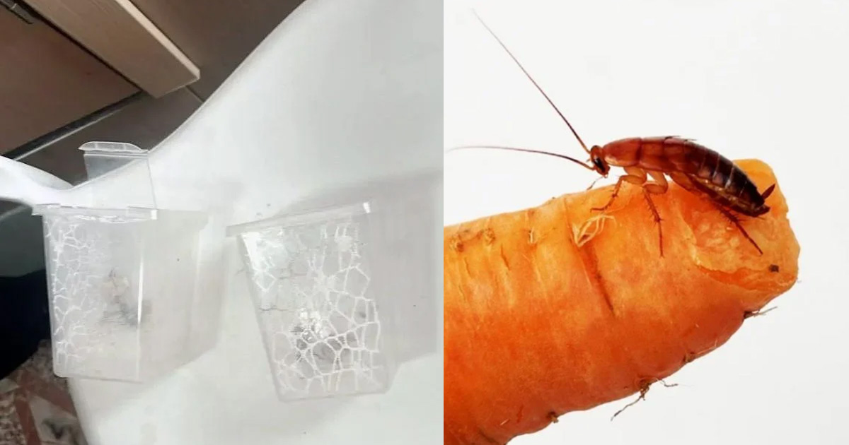 Man Sprays Neighbour’s Pet Mantis, Mistaking It for Cockroach, Pays ...