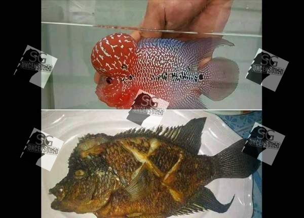 Indon Maid Think My Pet Luohan Is Food And Cook It