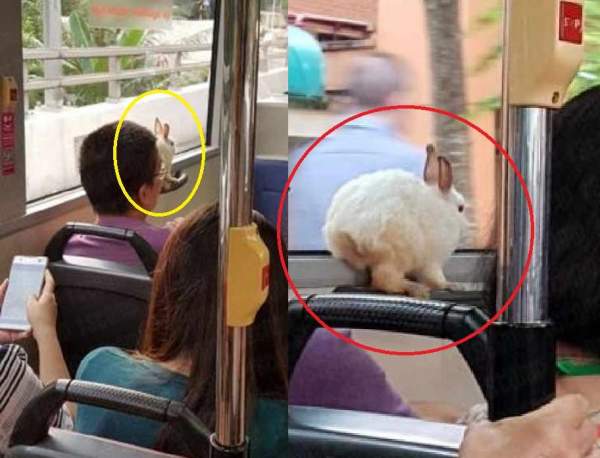 CUTE RABBIT TAKE PUBLIC TRANSPORT GO HOME.