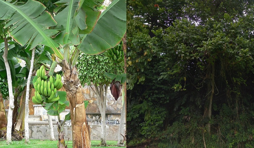 GHOSTLY ENCOUNTER - BANANA TREE RITUAL TO WIN 4D!