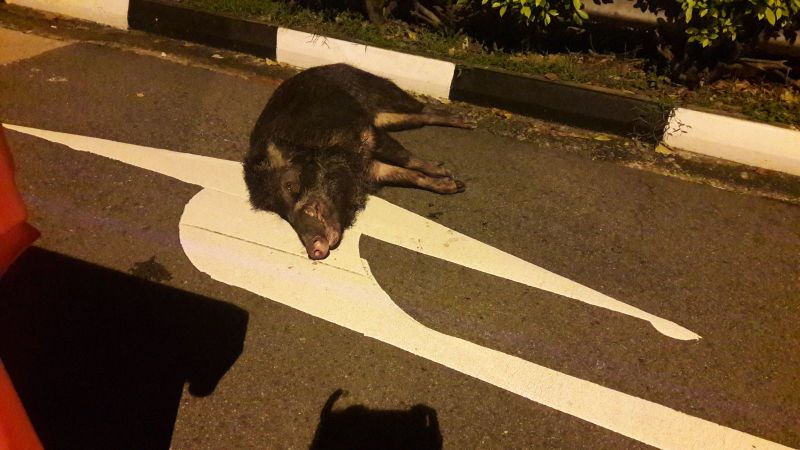 Wild boar shot by Police after endangering public safety!