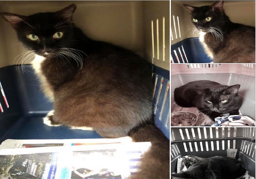 CAT OWNER DISOWNED CATS BECAUSE OF RENOVATION