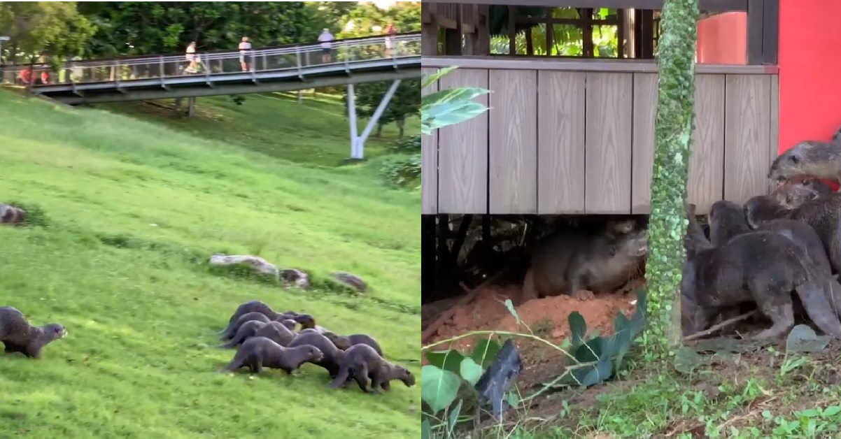 AMAZING FOOTAGE OF OTTERS FIGHTING FOR BISHAN-AMK TERRITORY