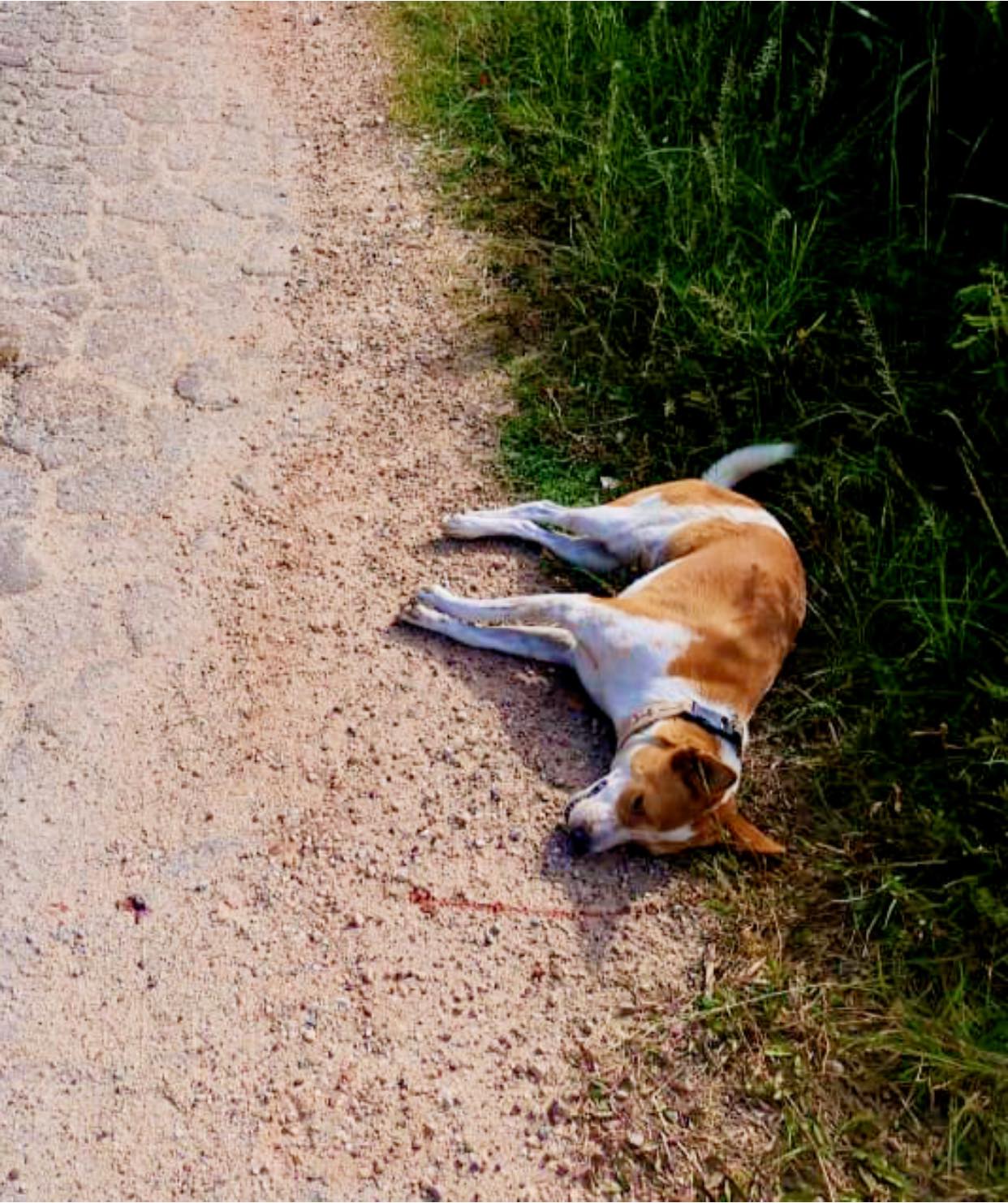 OWNER ABANDONS DOG, RUN OVER IT & LEAVE IT TO DIE IN MALAYSIA