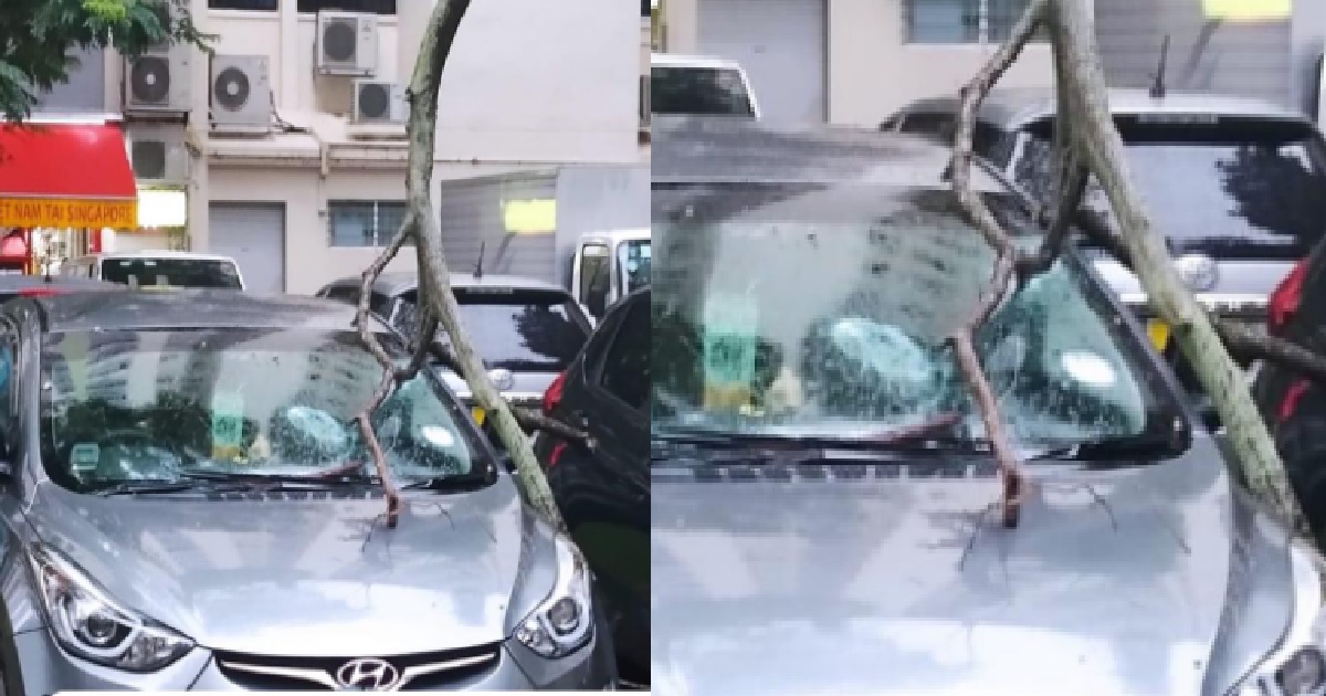 TREE BRANCH FELL ON PARKED CAR, PIERCED THROUGH WINDSCREEN