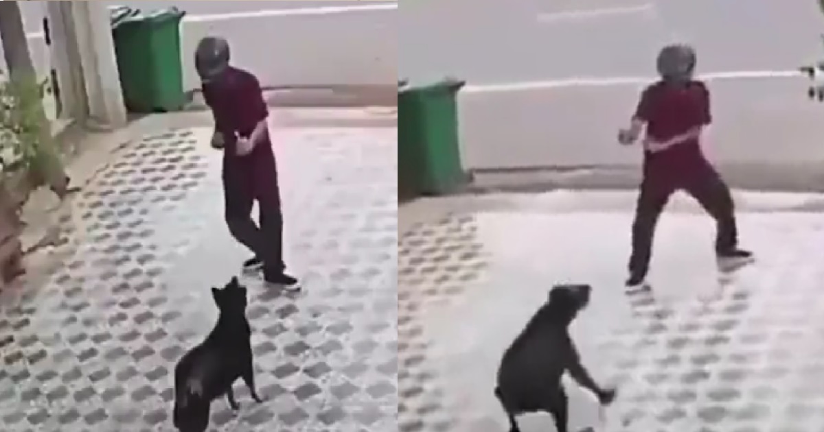 MAN USES KUNGFU TO FEND OFF STRAY DOGS