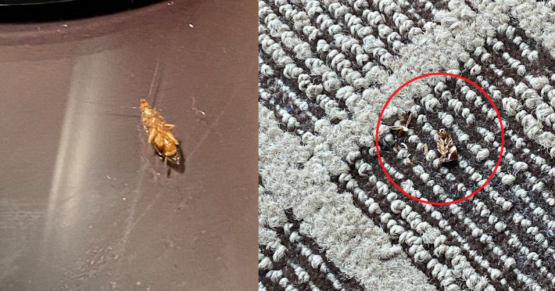 KOREAN MEI MEI SHOCKED TO FIND SG 5* HOTEL INFESTED WITH COCKROACHES ...