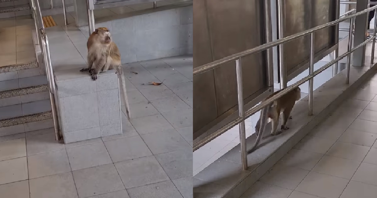 MONKEY SPOTTED TAKING A STROLL @ LAKESIDE MRT STATION