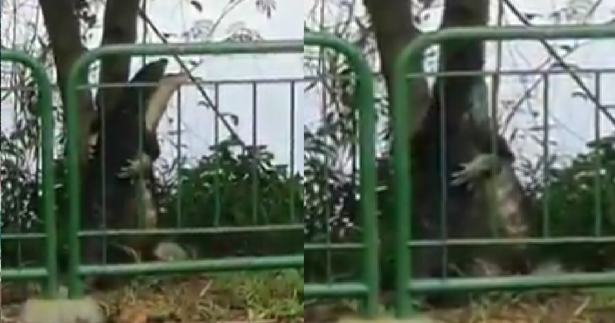 MONITOR LIZARDS SEEN HUGGING EACH OTHER LOVINGLY