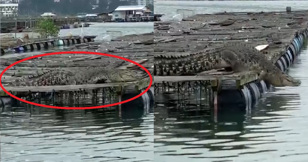 3-METRES LONG CROCODILE SEEN AT LIM CHU KANG