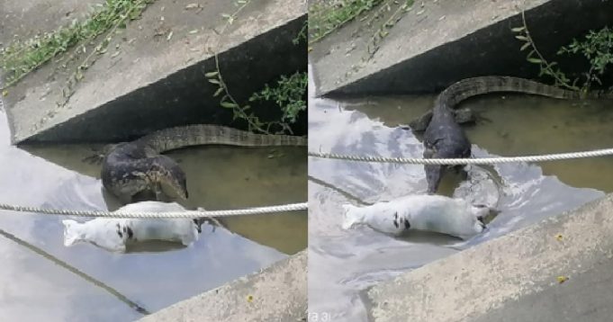 CAT FELL AND DROWNED IN LONGKANG, MONITOR LIZARD EATS BLOATED CORPSE