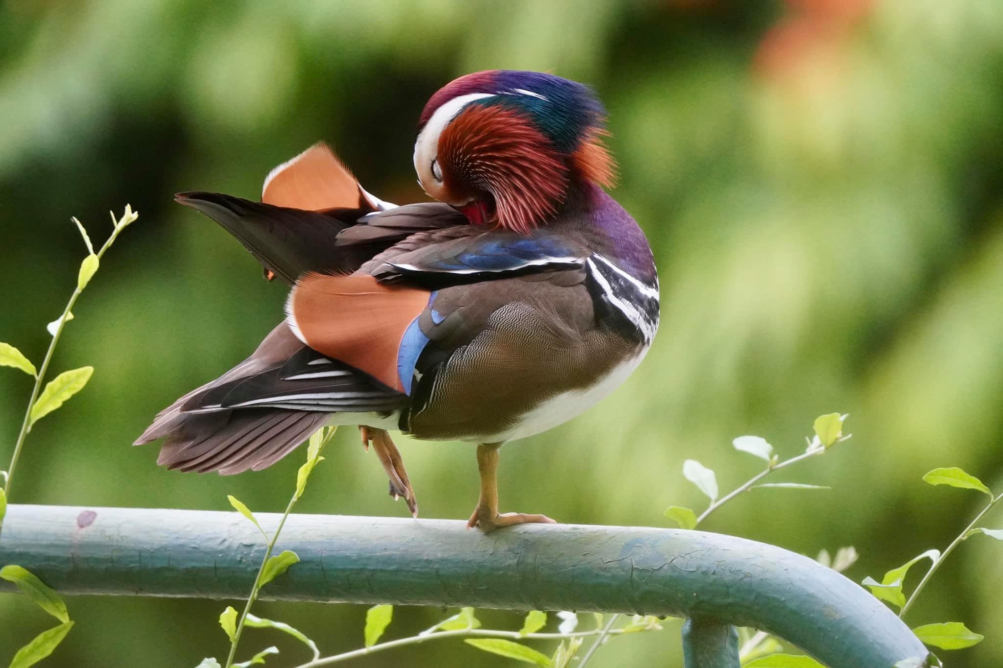 RARE MANDARIN DUCK VISITS HOUGANG & GATHERS CROWD TO CAPTURE ITS BEAUTY