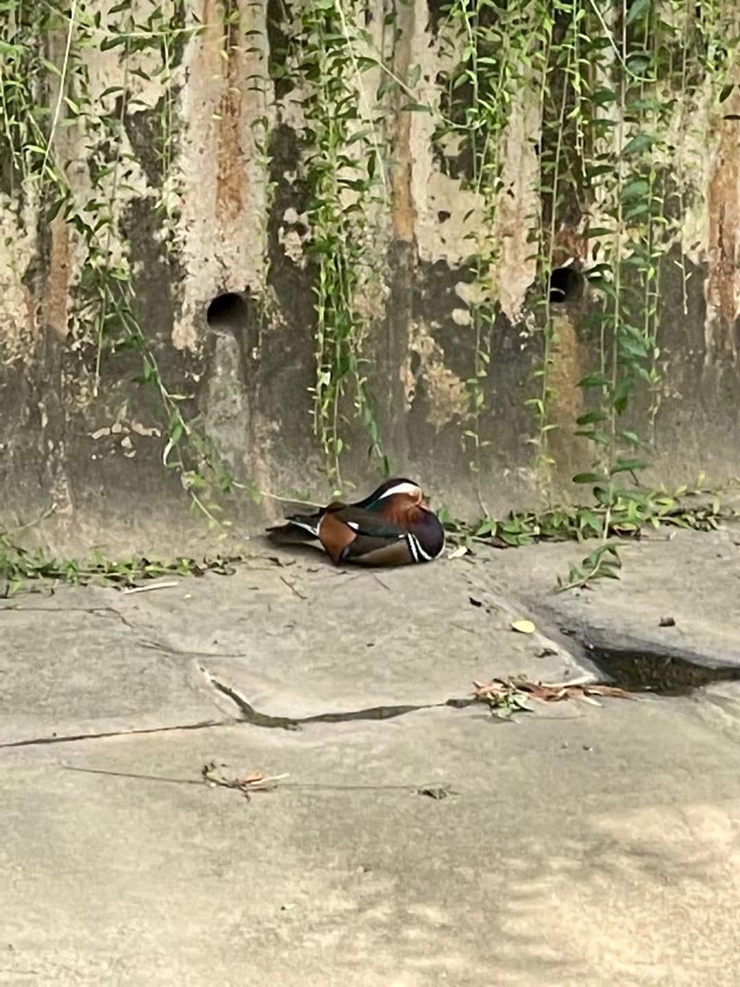 RARE MANDARIN DUCK VISITS HOUGANG & GATHERS CROWD TO CAPTURE ITS BEAUTY