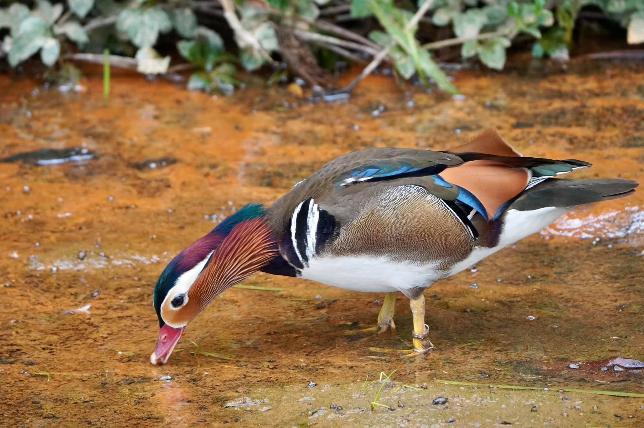 RARE MANDARIN DUCK VISITS HOUGANG & GATHERS CROWD TO CAPTURE ITS BEAUTY