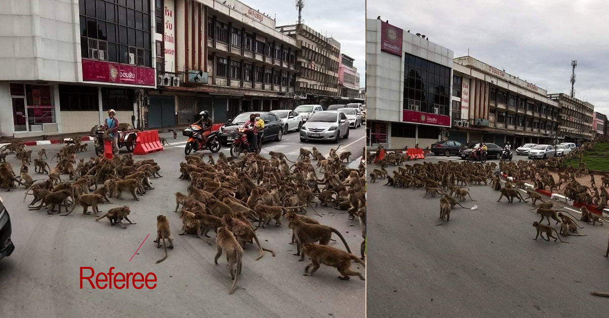 100 OVER MONKEYS FIGHTING WITH RIVAL GANG IN THAILAND