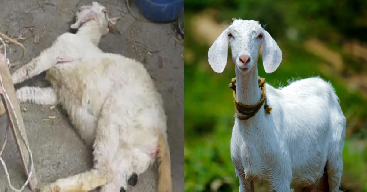 M'SIAN MAN HAVE S*X WITH FEMALE GOAT, GOAT DIES & MAN ARRESTED