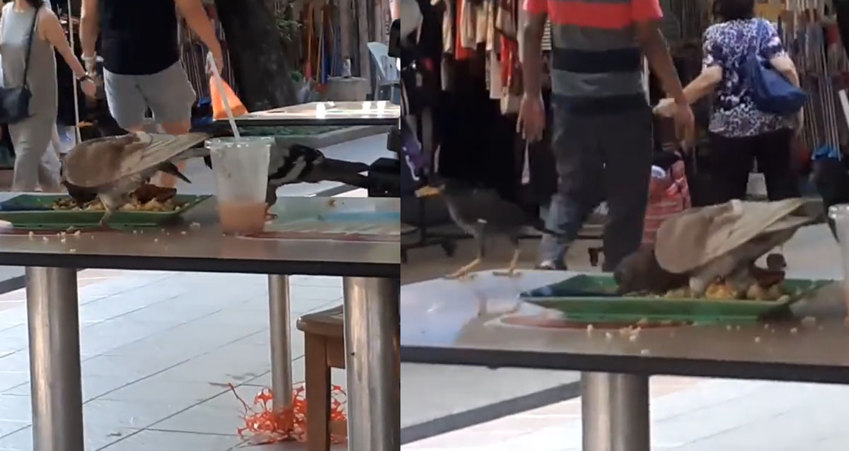 BIRDS FEASTING AT HAWKER TABLE, TRAY COLLECTION POINT ALSO WILL FEAST