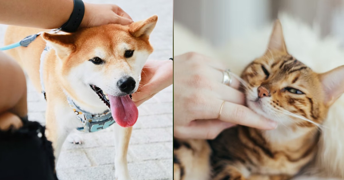 GF KEEPS PETTING BF'S KU KU BIRD LIKE A PET DOG