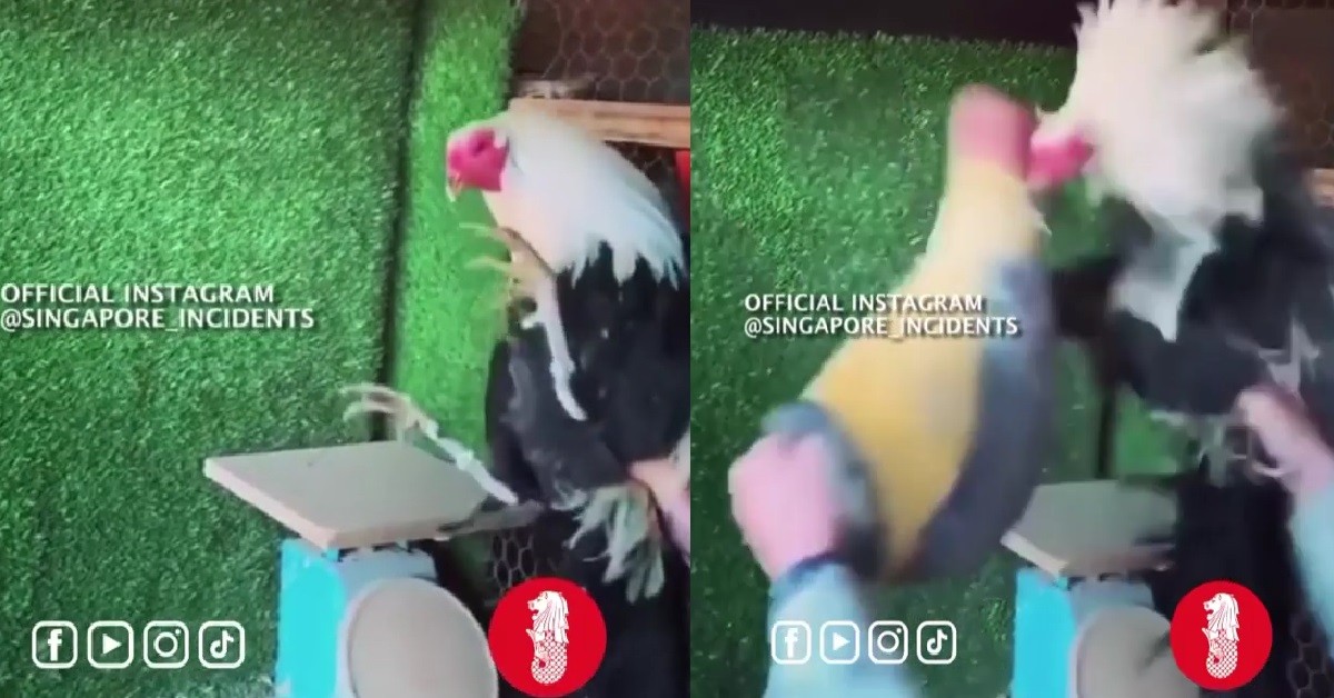 KUNGFU ROOSTER DEMONSTRATES "SHADOWLESS KICK"