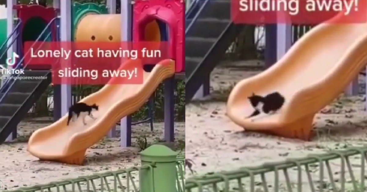 CUTE CAT HAVING FUN BY ITSELF PLAYING ON SLIDE @ PLAYGROUND
