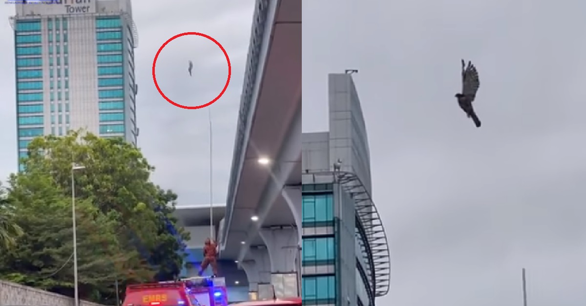 STRANGE PHENOMENON - BIRD STOPS FLYING & FLOATS IN MIDAIR