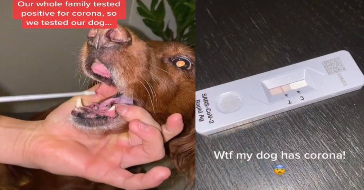 DOG TESTS POSITIVE FOR VIRUS TOGETHER WITH WHOLE FAMILY