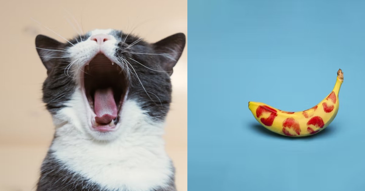 GIRL PUKED ON HUSBANDS '2IC' WHILE HAVING SOME FUN