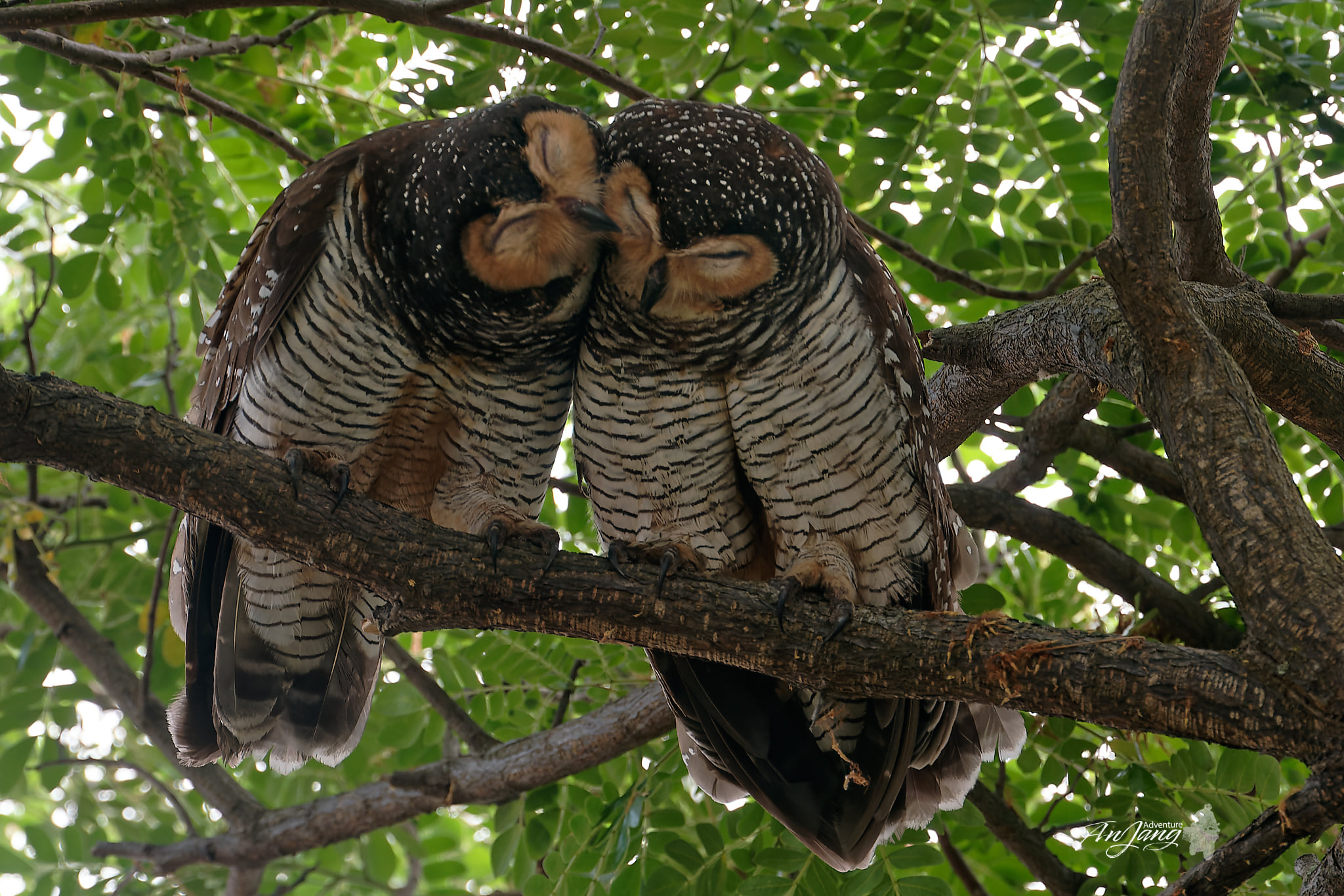 RARE SPOTTED WOOD OWL COUPLE CUDDLING AT PASIR RISK PARK