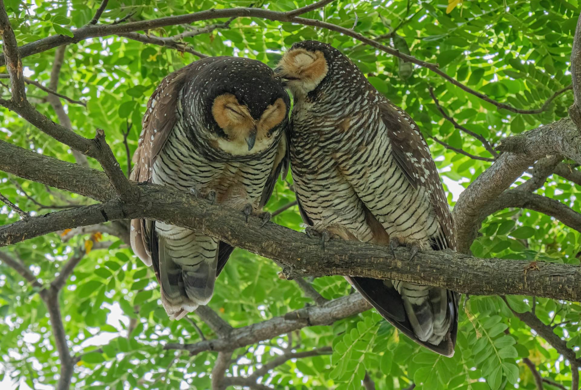RARE SPOTTED WOOD OWL COUPLE CUDDLING AT PASIR RISK PARK