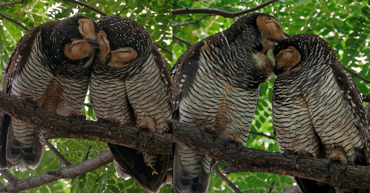 RARE SPOTTED WOOD OWL COUPLE CUDDLING AT PASIR RISK PARK