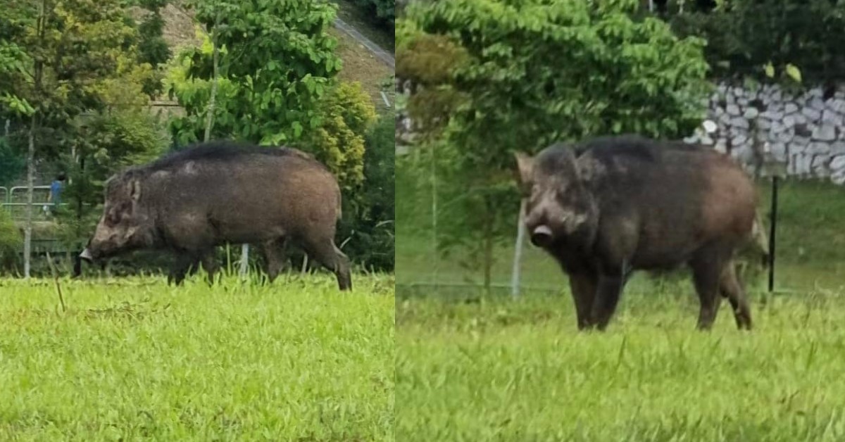 HUMONGOUS WILD BOAR SPOTTED AT DAIRY FARM
