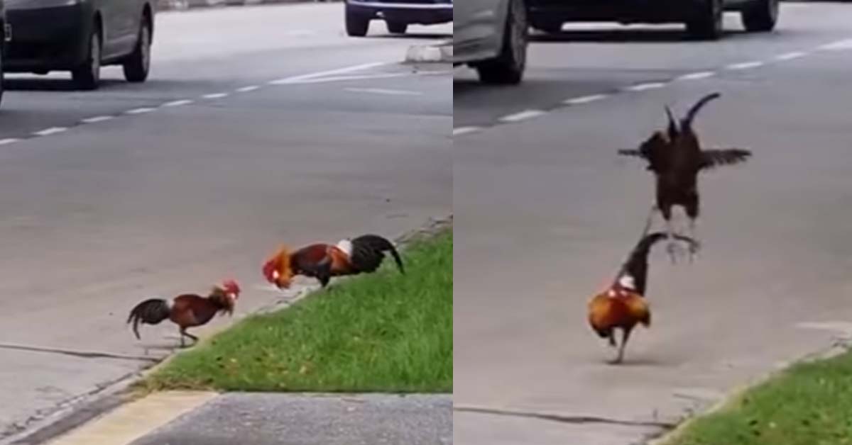 CHICKENS FIGHTING ALONGSIDE THE ROAD, EPIC STAREDOWN