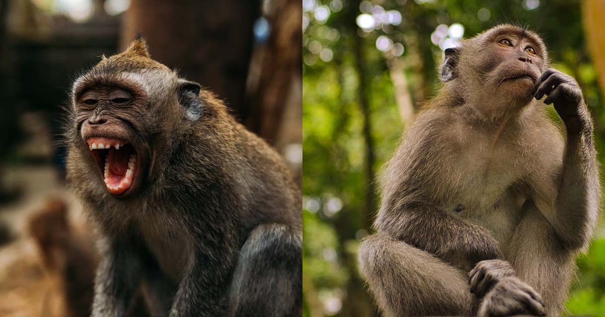 MAN ENCOUNTER MONKEYS, TOLD BY NETIZENS "Ur 1 v 1 will quickly become 1 ...