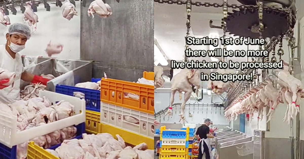 CHICKEN FACTORY INCREASED PRODUCTION BEFORE THE CHICKEN BAN