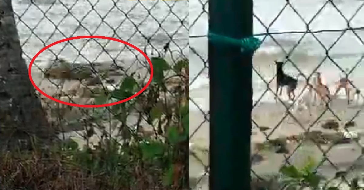 CIRCULATING VIDEO OF CROCODILE EATING DOG ALIVE, NOT FROM TANAH MERAH