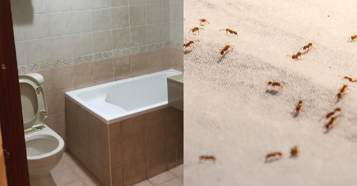 GUY PCC INSIDE TOILET AND SHOOT IN BATHTUB, NEXT DAY INFESTED WITH ANTS