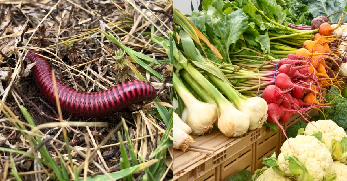 WOMAN FORCED MAID TO EAT WORM AFTER FINDING IT IN HER VEGETABLES