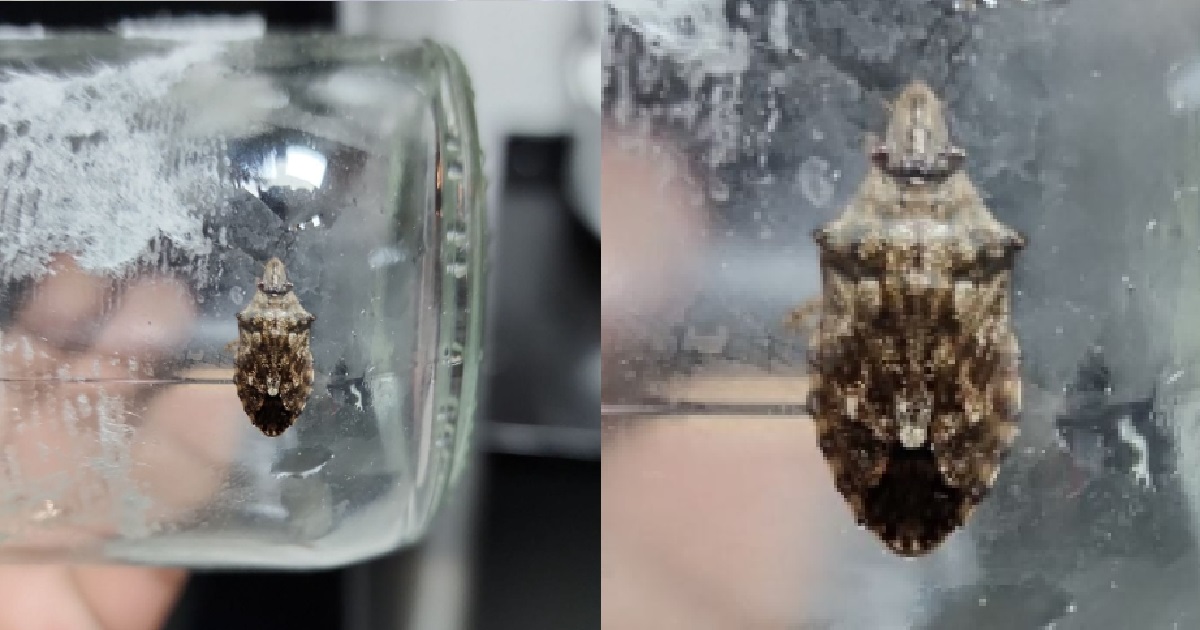 MAN'S OVERSEAS PARCEL FROM CHINA CAME WITH STINKBUG THAT CAUSE RASHES
