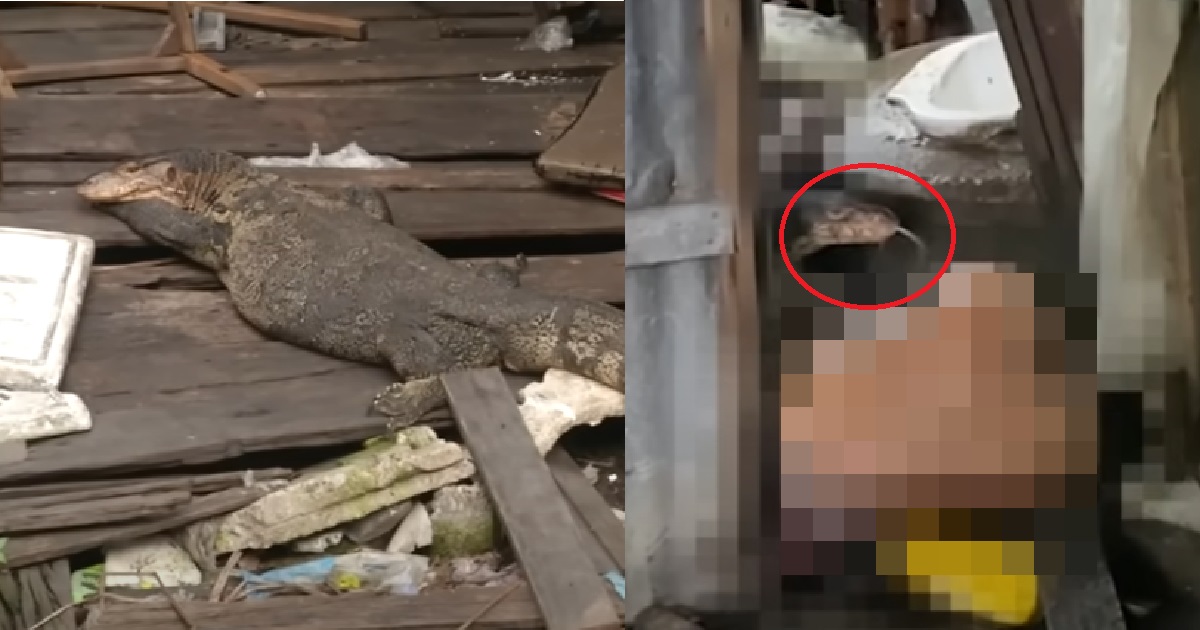 50 Y.O MAN'S DEAD BODY EATEN BY MONITOR LIZARDS, AFTER DYING ALONE IN ...