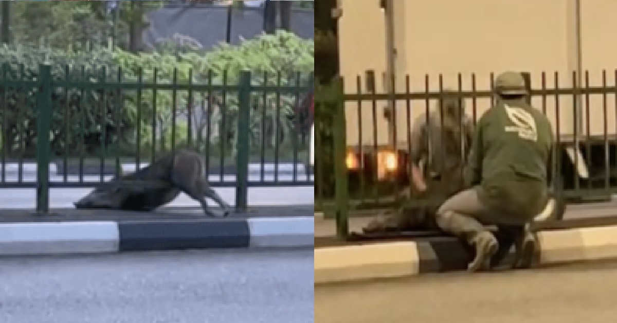 WILD BOAR THAT WAS STUCK IN ROAD DIVIDER, EUTHANISED DUE TO INJURIES ...