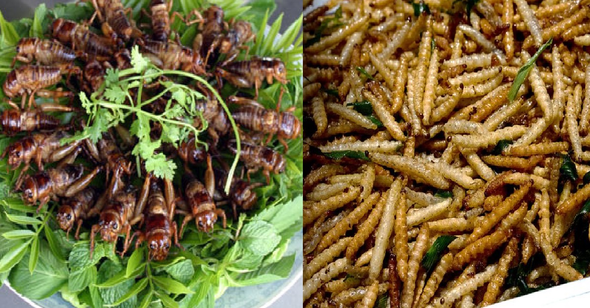 SFA LOOKING INTO 16 SPECIES OF INSECTS FOR SALE & HUMAN CONSUMPTION IN ...