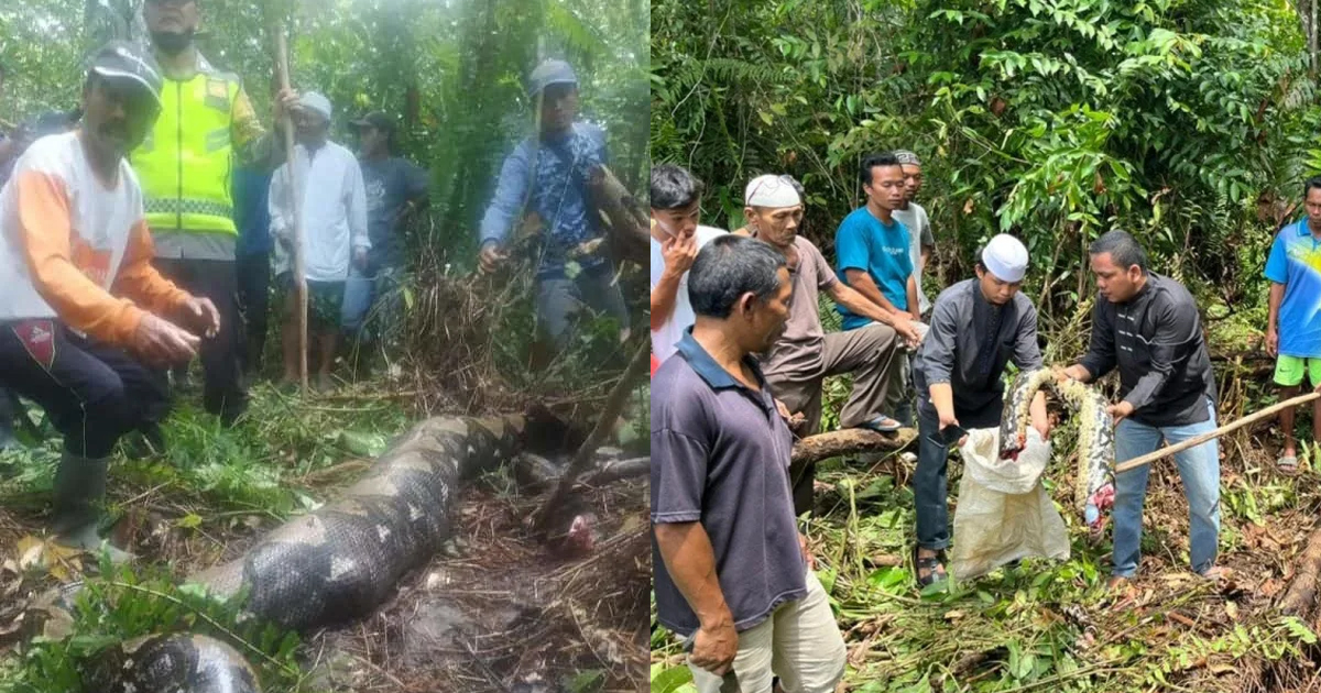 GRANDMOTHER EATEN ALIVE BY GIANT PYTHON IN INDONESIA