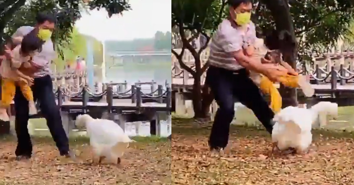 TAIWAN MAN USES GRANDDAUGHTER AS A WEAPON TO ATTACK GOOSE THAT'S ...