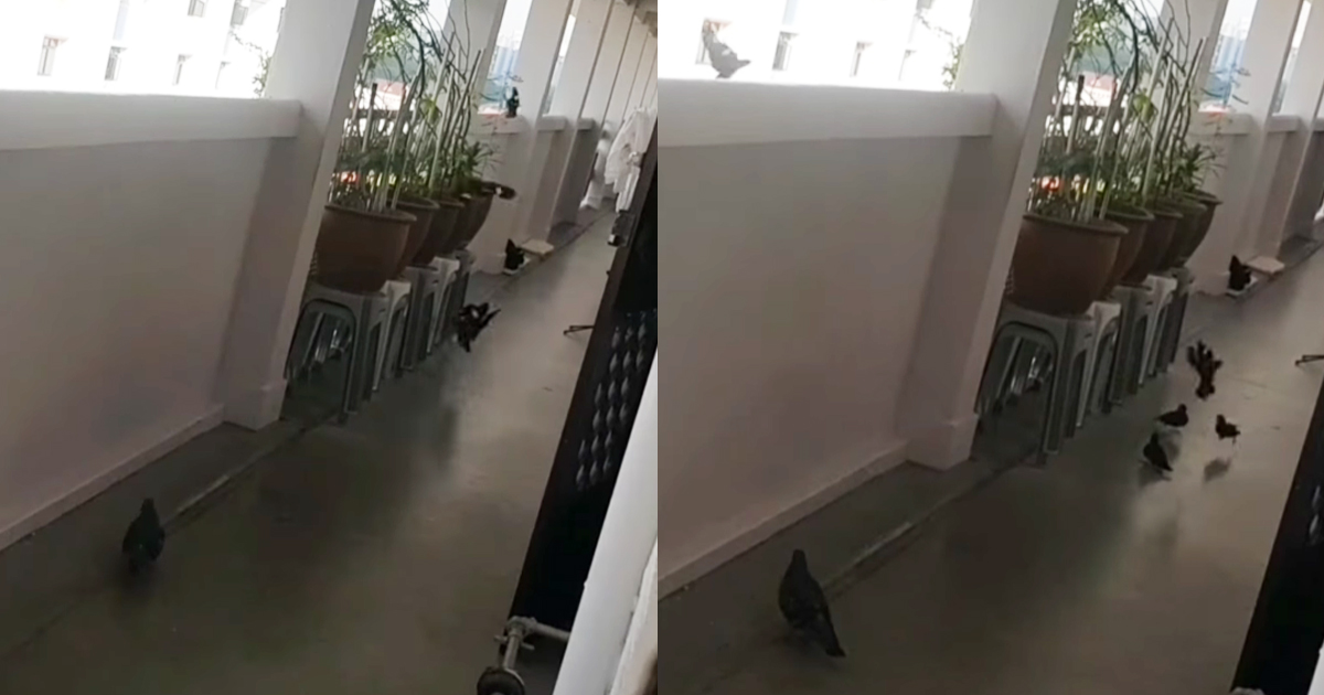NEIGHBOURS FEED BIRDS ALONG HDB CORRIDOR UNTIL IT LOOKS LIKE BIRD PARK