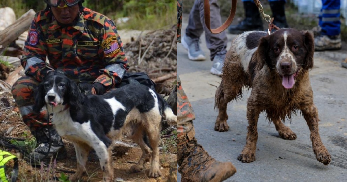 K9 SNIFFER DOG EXHAUSTED UNTIL PASSED OUT IN SEARCH & RESCUE OP ...