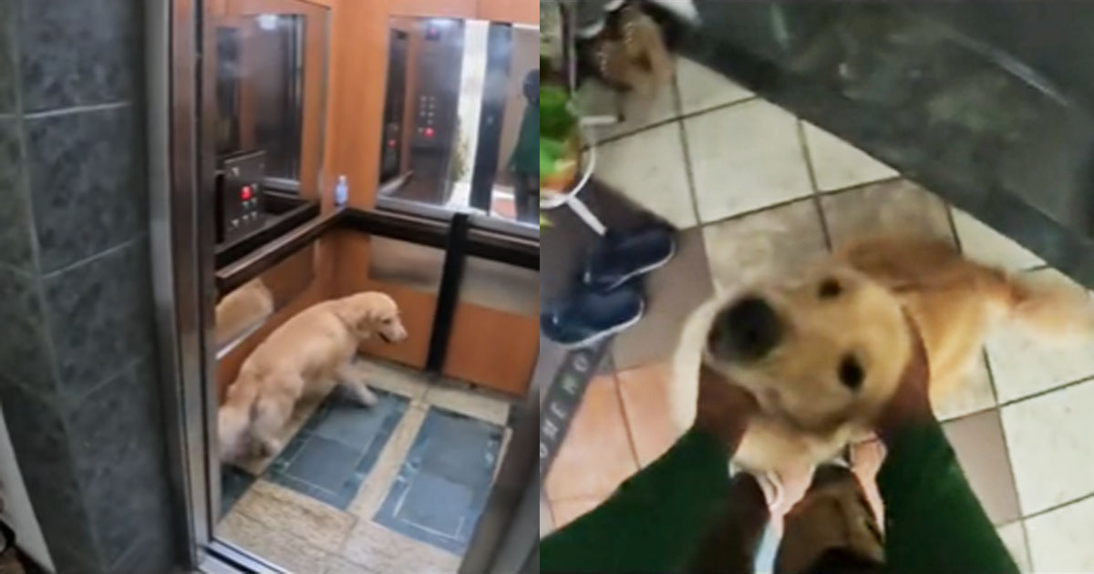 OVERLY EXCITED DOG GREETS GRAB DELIVERY MAN AND WANT TO FOLLOW HIM BACK