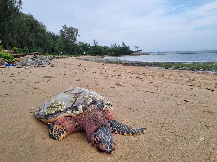DEAD HAWKSBILL TURTLE WASHED UP ONTO SHORES OF CHANGI BEACH COVERED ...