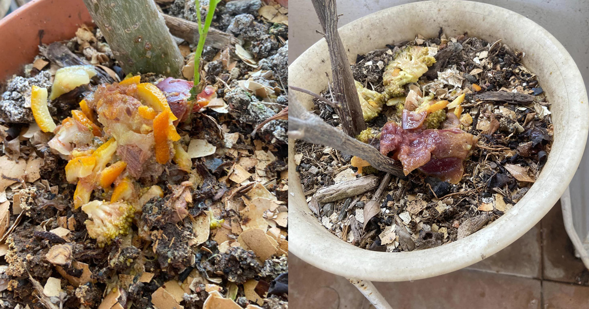 DISGUSTING NEIGHBOURS USE ROTTEN MEAT AS FERTILISER IN BUKIT PANJANG