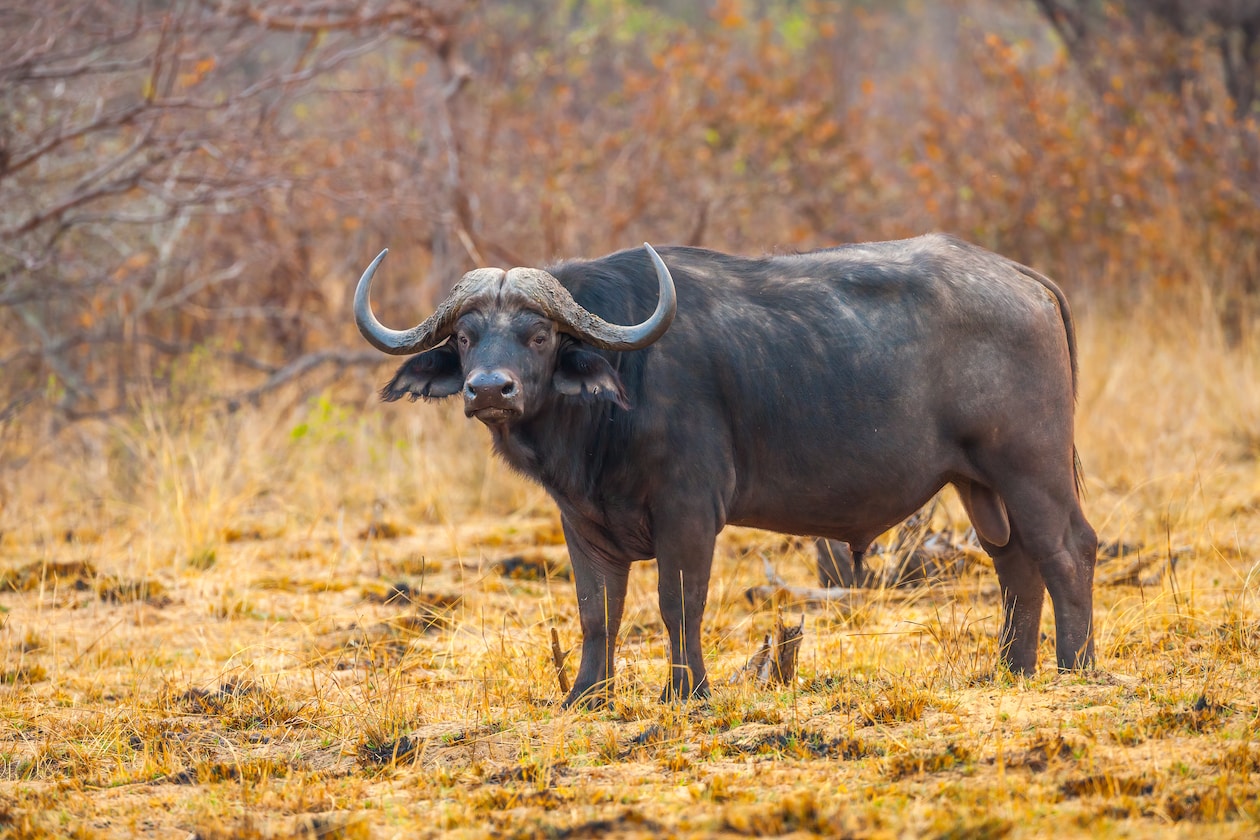 MAN THOUGHT HE MEETING VIET "CHICKEN" AT BALESTIER, END UP BUFFALO SIZE ...