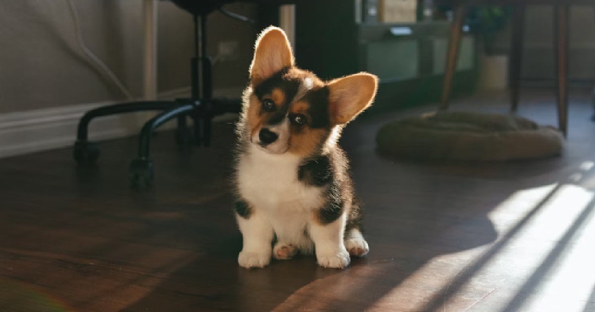S'PORE MAN WHO USED HIS HOME TO BREED DOGS TO SELL, FINED $9K - 19 DOGS ...